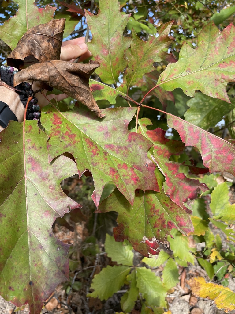 northern red oak from Mason Neck State Park, Lorton, VA, US on October ...