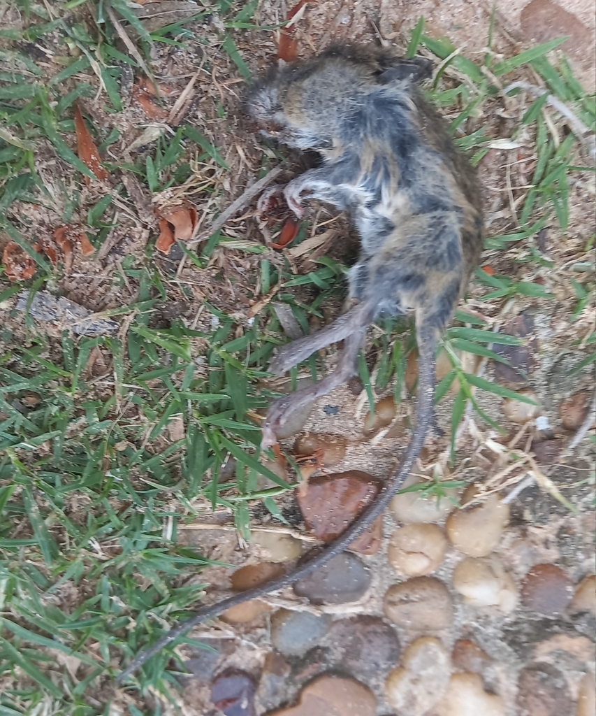 black-footed pygmy rice rat from Concordia, Entre Ríos, Argentina on ...