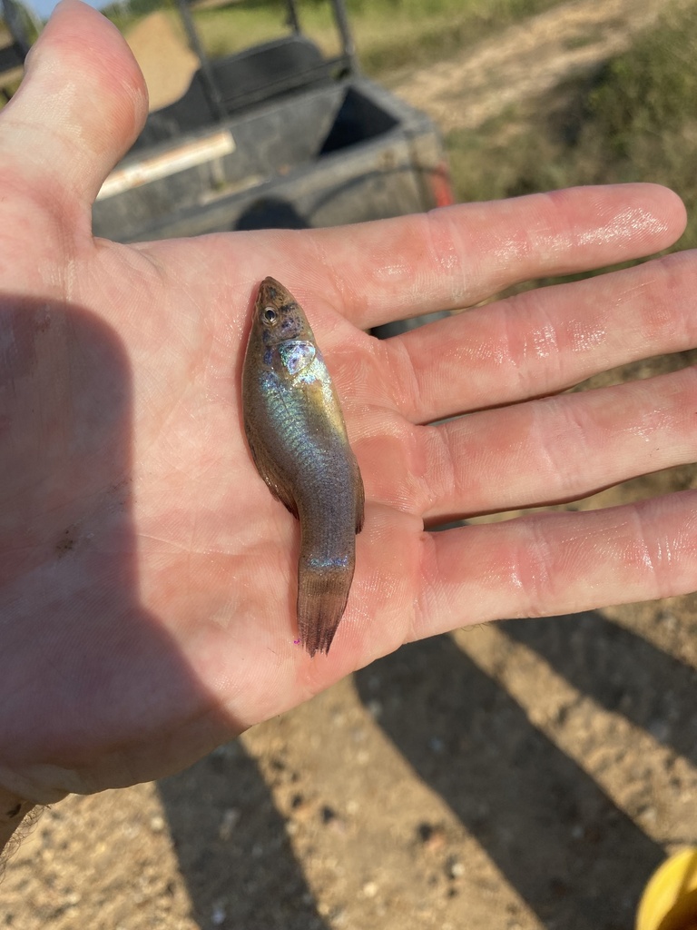 Pirate Perch from Austin Rd, Lambert, MS, US on September 29, 2023 at ...