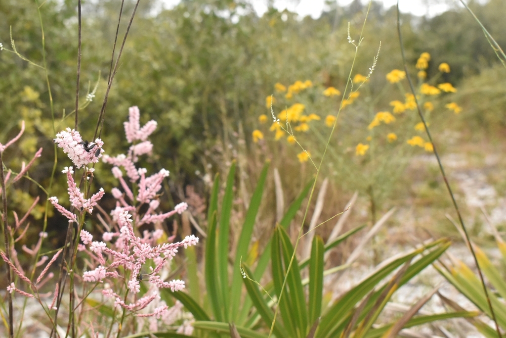 Sandhill wireweed from Frostproof, FL 33843, USA on October 25, 2023 at ...