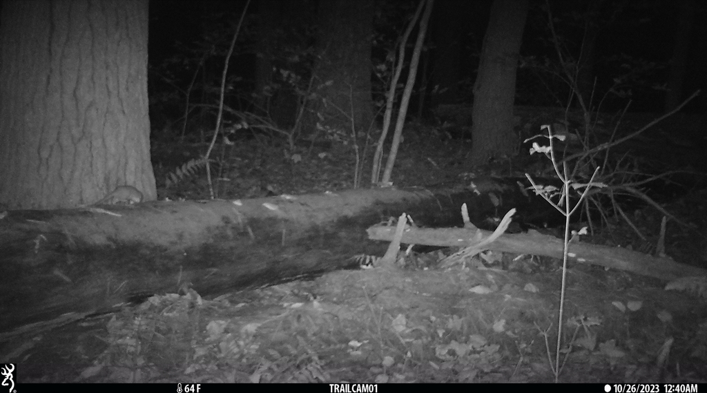 Long-tailed Weasel from I-89, Burlington, VT 05401 on October 26, 2023 ...