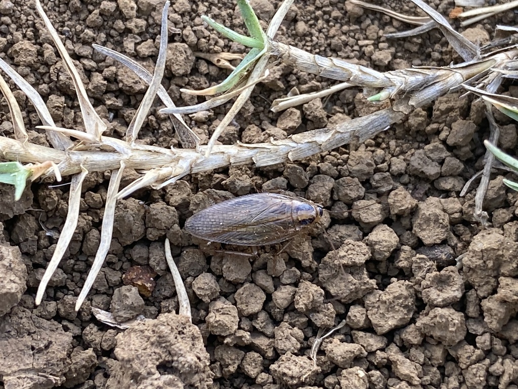 German Cockroach from North Pacific Ocean, Halaula, HI, US on October ...