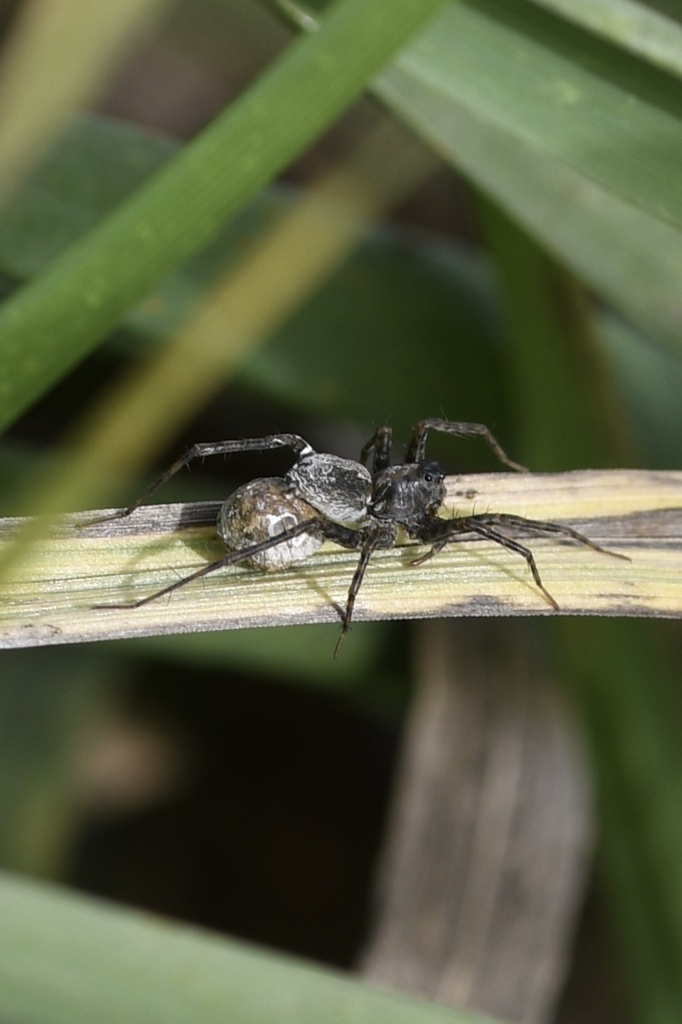 Stone Spider from First Branch White River, Tunbridge, VT, US on ...