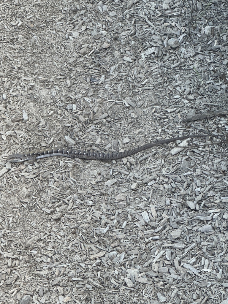 San Diego Alligator Lizard from San Dieguito County Park, Del Mar, CA ...