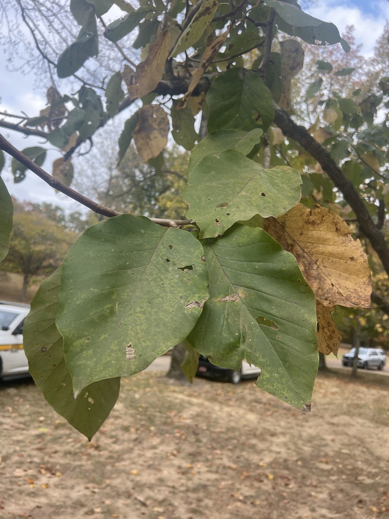 Cucumber-tree from Village Creek State Park, Wynne, AR, US on October ...