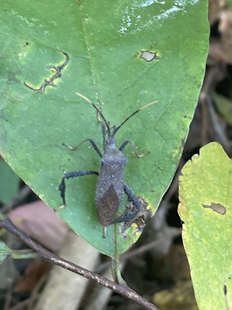 Acanthocephala terminalis from KY-405, Maceo, KY, US on October 26 ...