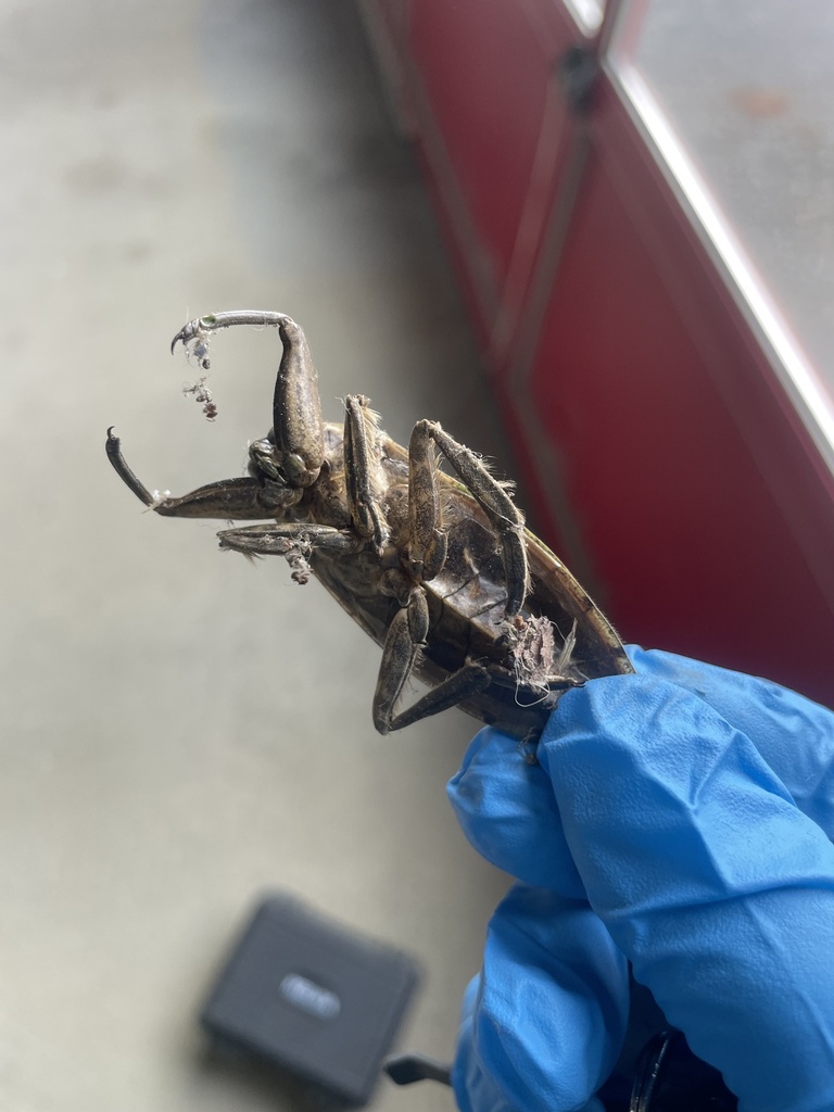 American Giant Water Bug from Meadowlands Dr E, Ottawa, ON, CA on ...