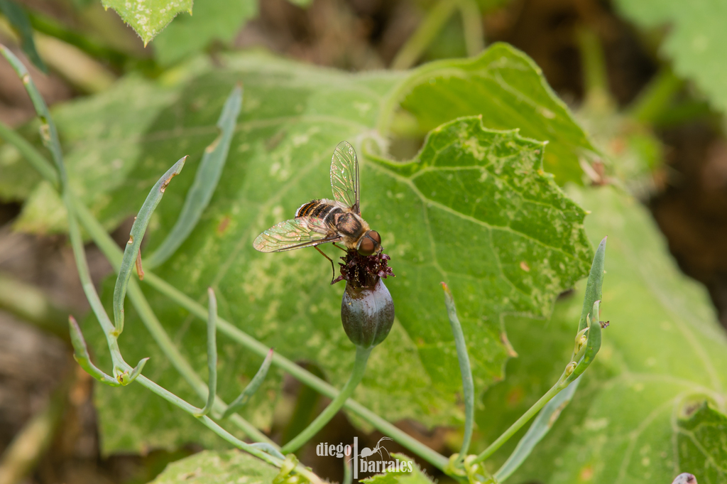 banded bee flies from Tecámac, MX-MX, MX on October 27, 2023 at 11:17 ...