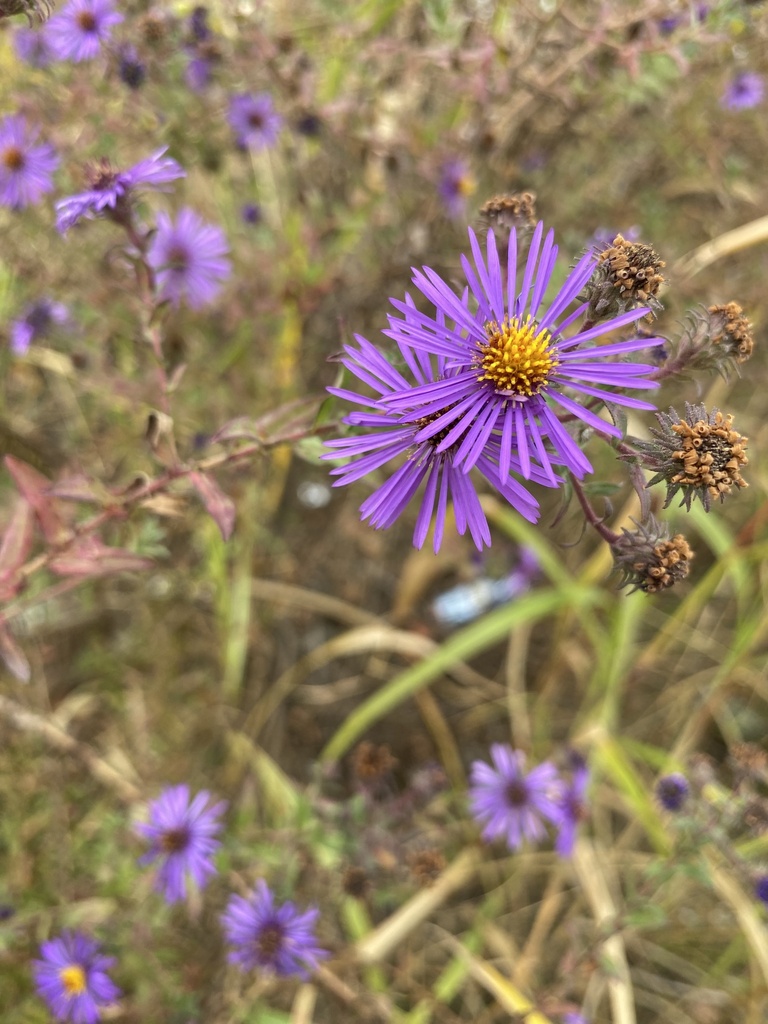 New England aster from Wells Ave, Knoxville, TN, US on October 27, 2023 ...