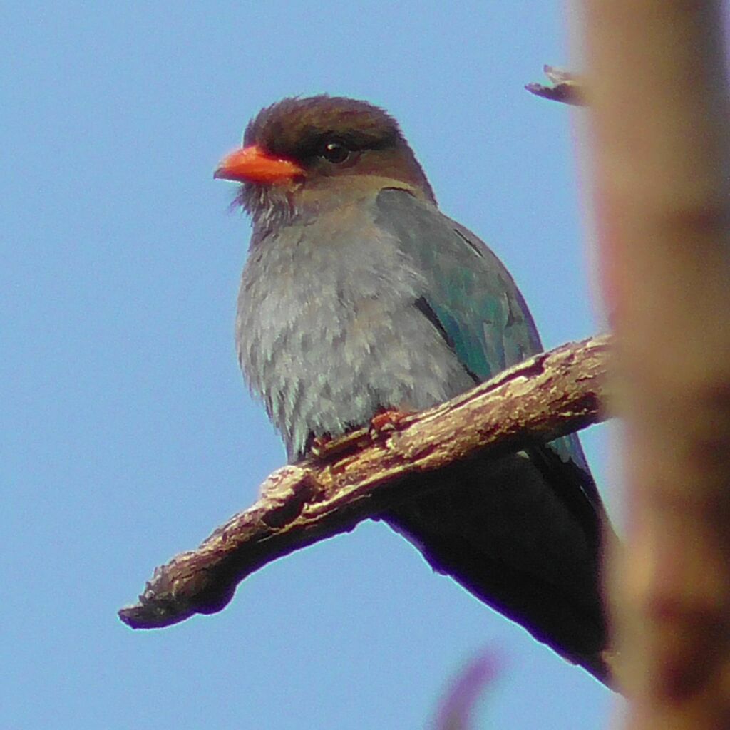 Dollarbird from Watsonville QLD 4887, Australia on October 28, 2023 at ...