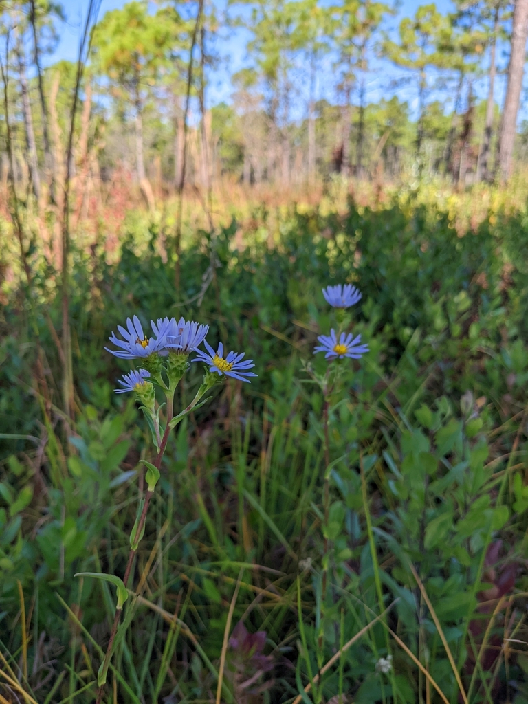 southern swamp aster in October 2023 by Eric Ungberg · iNaturalist