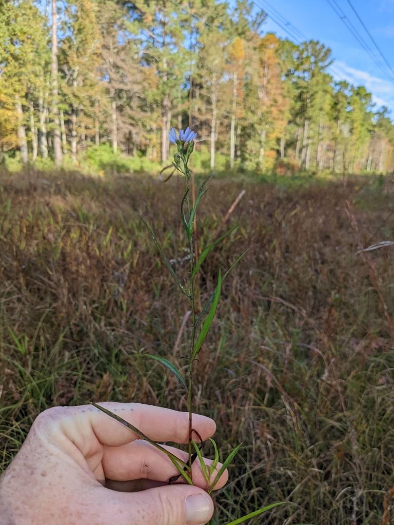 Simmonds' Aster in October 2023 by Eric Ungberg · iNaturalist
