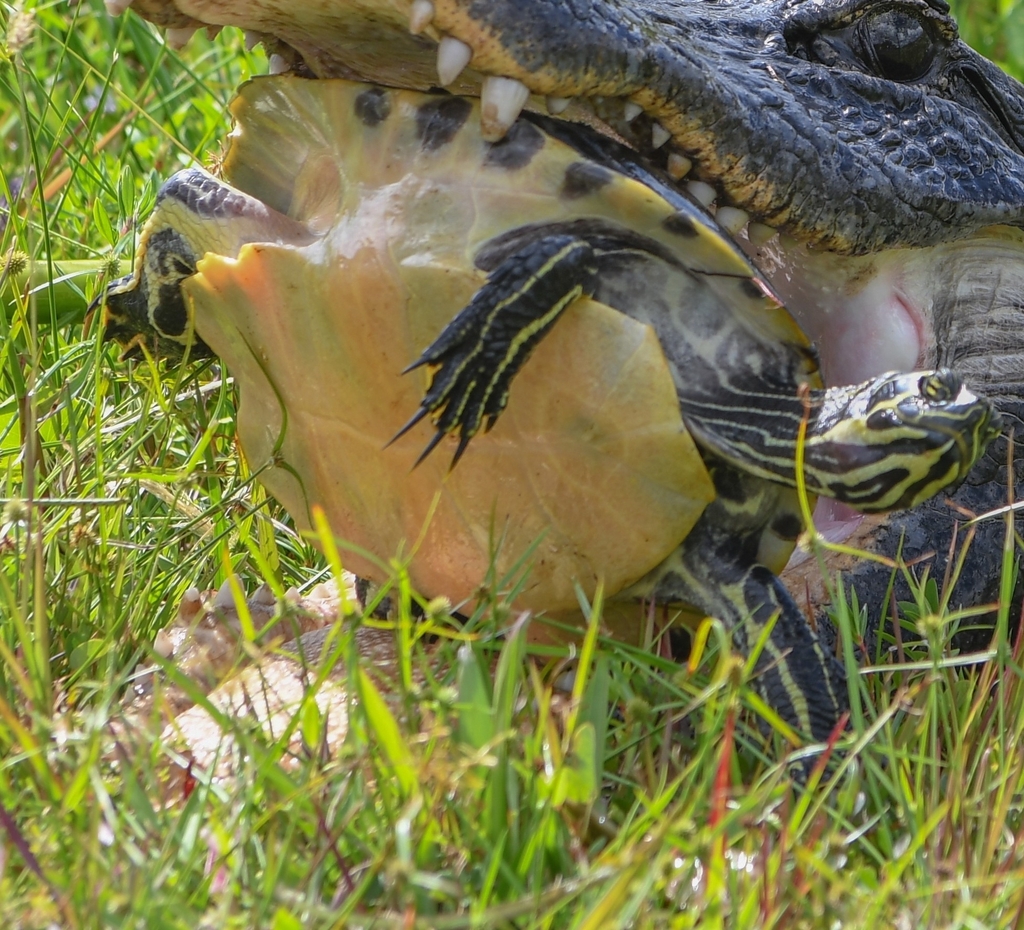 Peninsular Cooter from Miami-Dade County, FL, USA on October 27, 2023 ...