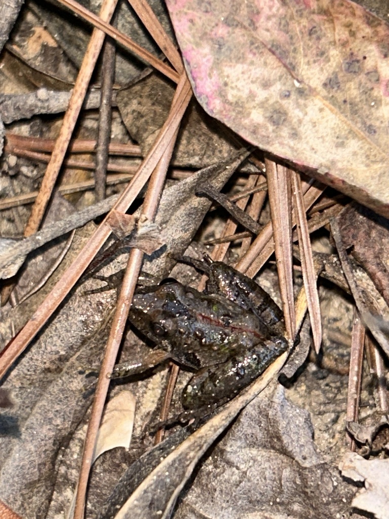 Southern Cricket Frog from Ocilla, GA, US on October 26, 2023 at 06:08 ...