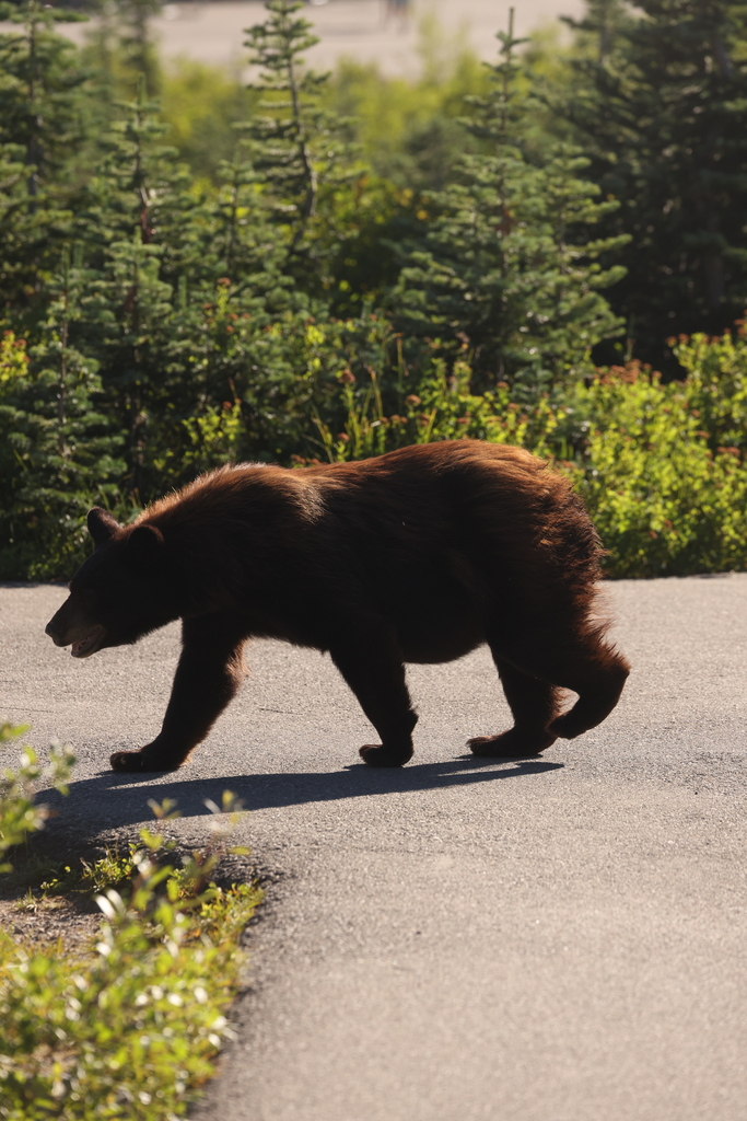 American Black Bear from Pierce County, WA, USA on August 16, 2023 at ...