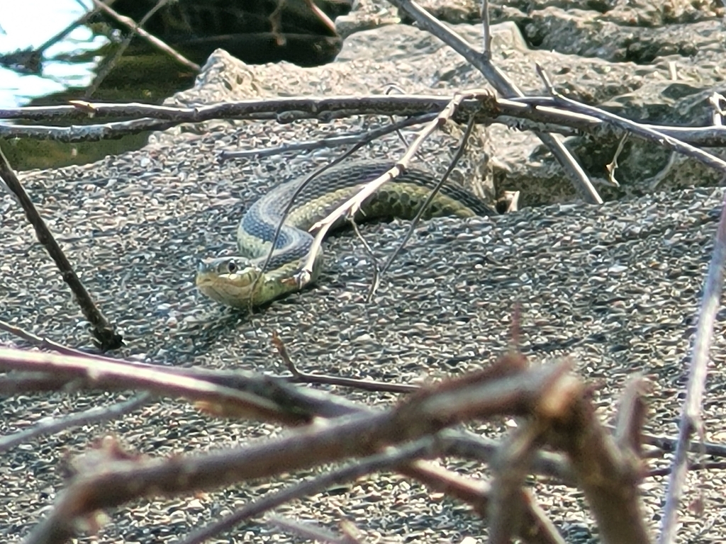 Common Garter Snake from Appleton, WI 54911, USA on April 10, 2023 at ...