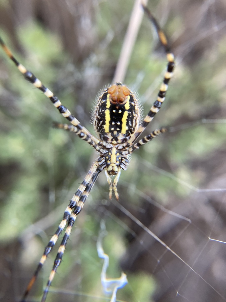 Banded Garden Spider from Corona Heights Park, San Francisco, CA, US on ...
