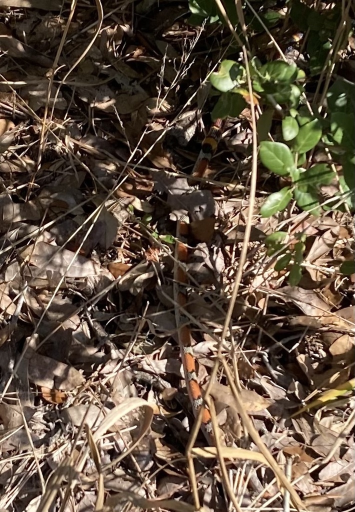 Scarletsnake in October 2023 by Cheryl Millett. This scarlet snake was ...