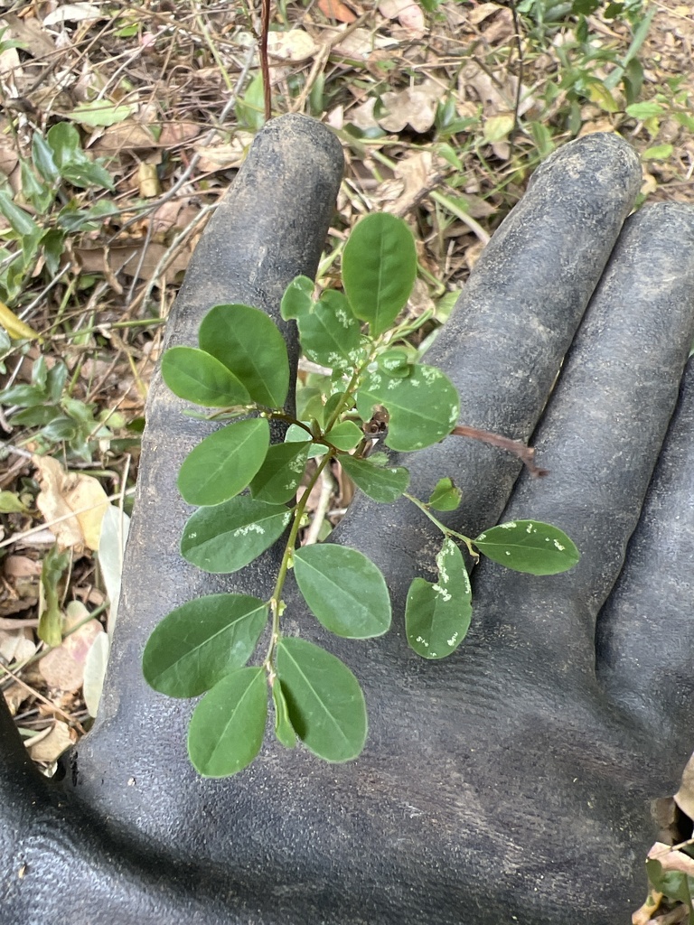 scrubby spurge from Mulgoa, NSW, AU on October 28, 2023 at 11:32 AM by ...