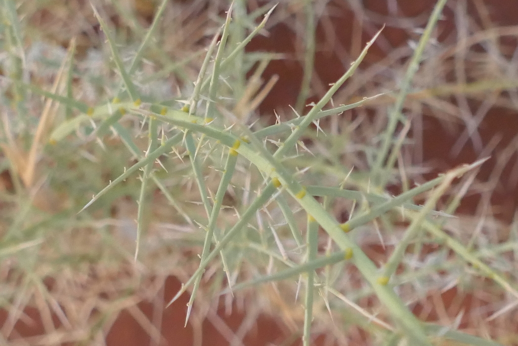 Spiny Love Grass from Hardap, Namibië on December 28, 2022 at 07:31 PM ...