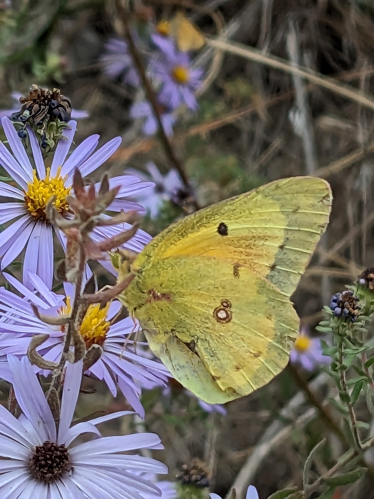 Orange Sulphur in October 2023 by Olivia M. · iNaturalist