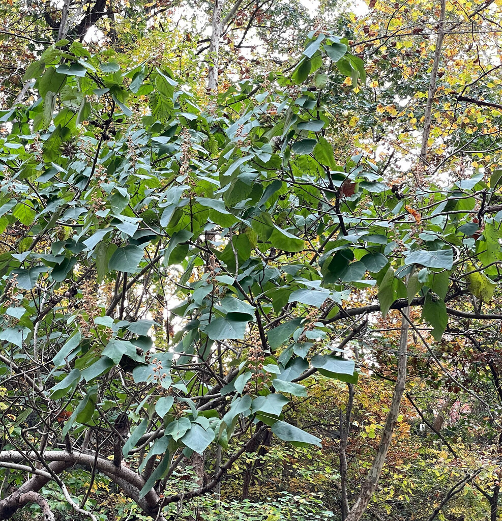 princess tree in October 2023 by johnbotany · iNaturalist