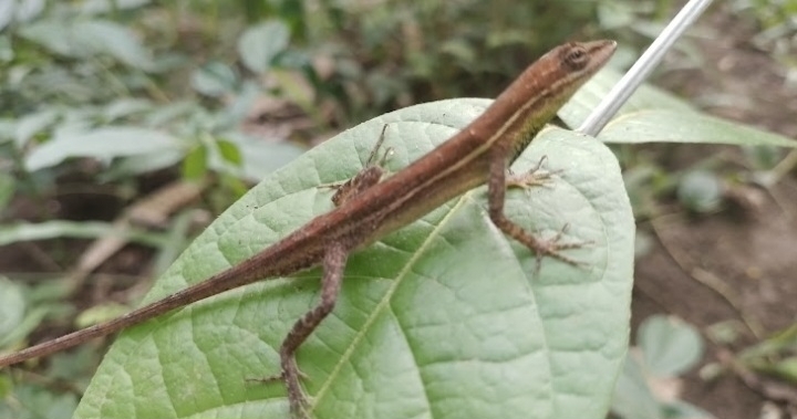 Grass Anole from 7-6-26, Palmito, Sucre, Colombia on October 27, 2023 ...
