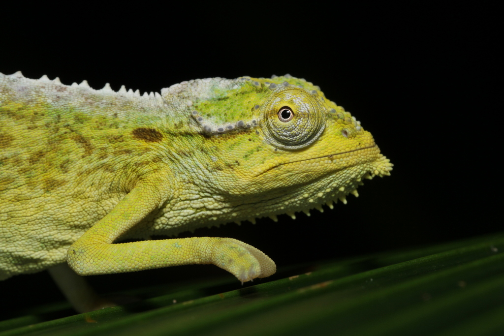 Tiger Chameleon in February 2019 by Duborget Robin. Grand'Anse, Praslin ...