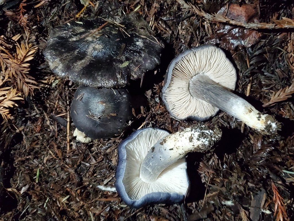 Midnight Entoloma from Arcata, CA, USA on October 27, 2023 at 07:04 PM ...