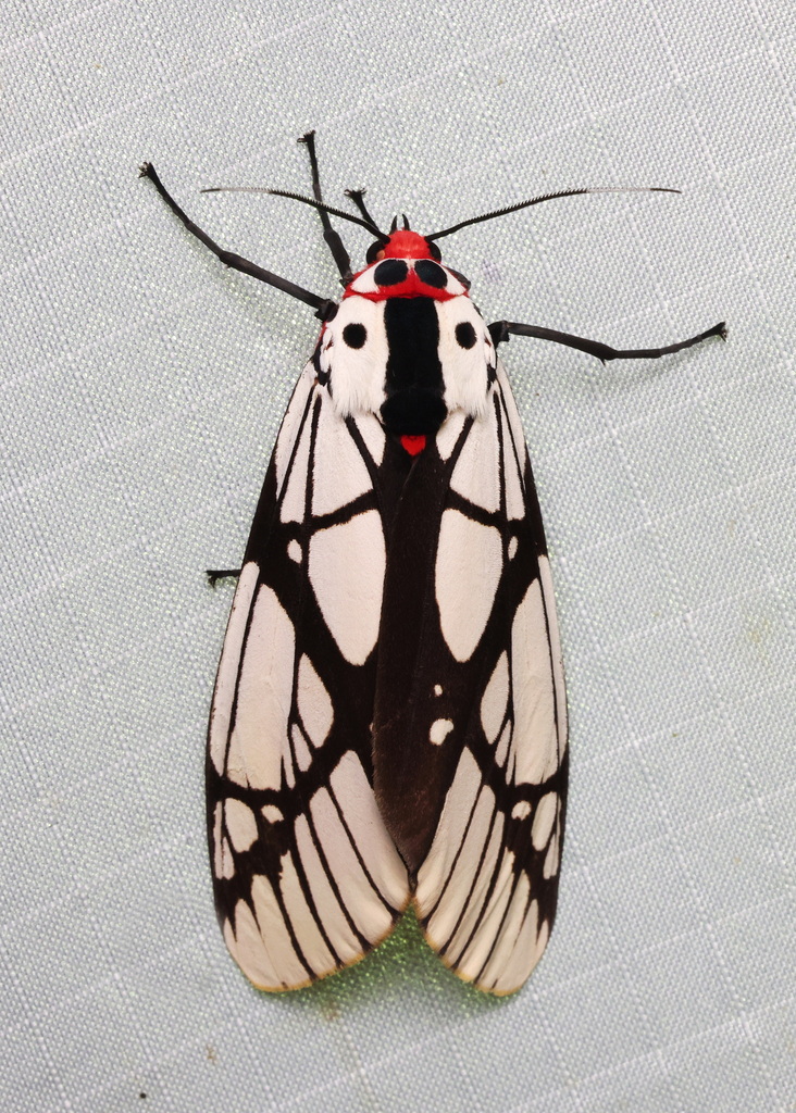 milky tiger moth from Bukit Fraser, 49000 Bukit Fraser, Pahang ...