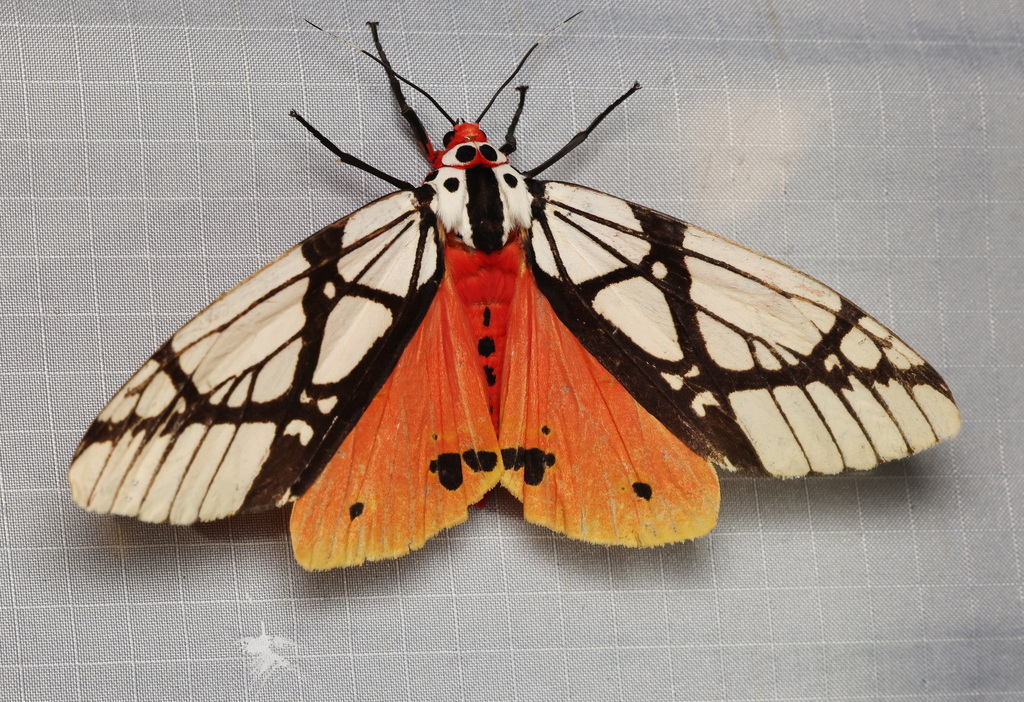 milky tiger moth from Bukit Fraser, 49000 Bukit Fraser, Pahang ...