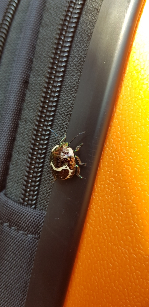 Clown Stink Bug from Shinnishihara, Fujiyoshida, Yamanashi 403-0017 ...