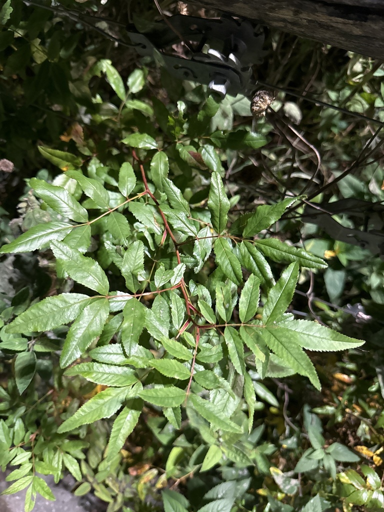 roses from Long Island, New York, NY, US on October 27, 2023 at 11:23 ...
