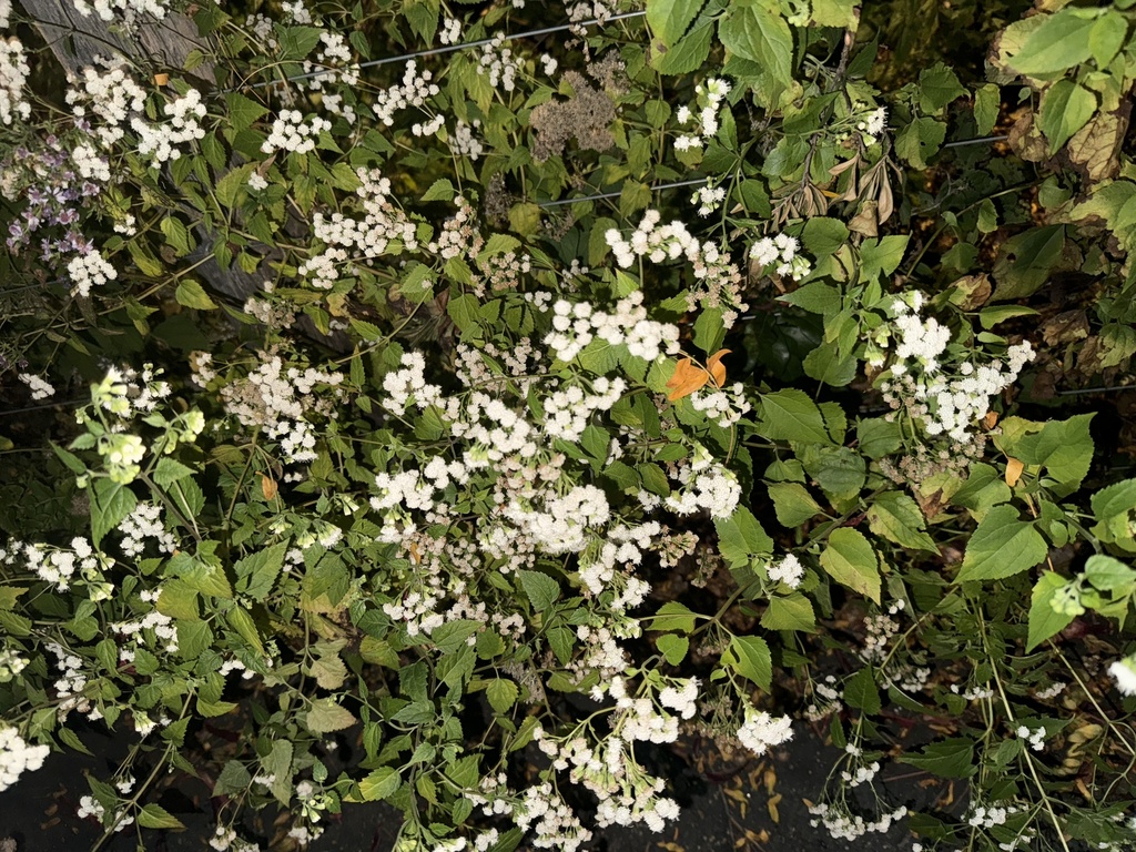 white snakeroot from Long Island, New York, NY, US on October 27, 2023 ...