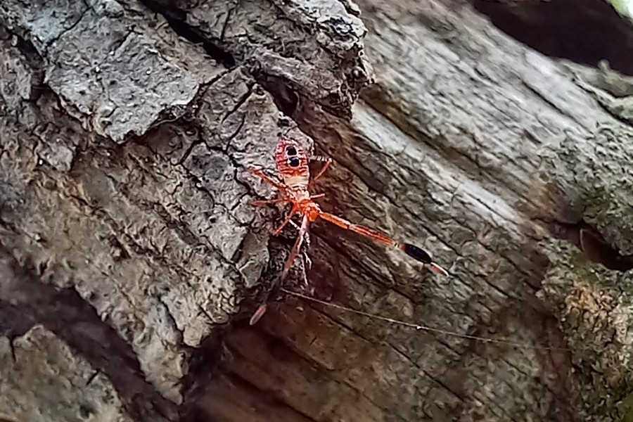 Leaf-footed Bugs from Royston QLD 4515, Australia on October 28, 2023 ...