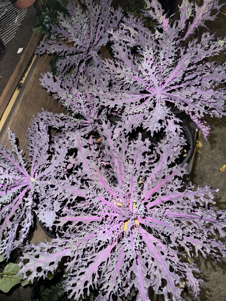 cabbages and mustards from Long Island, New York, NY, US on October 28 ...