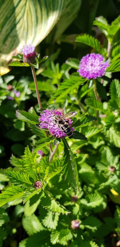 Ants, Bees, and Stinging Wasps from Japan, 〒151-0052 Tokyo, Shibuya ...