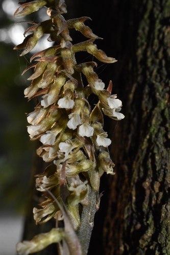 Cyclopogon prasophyllus · iNaturalist