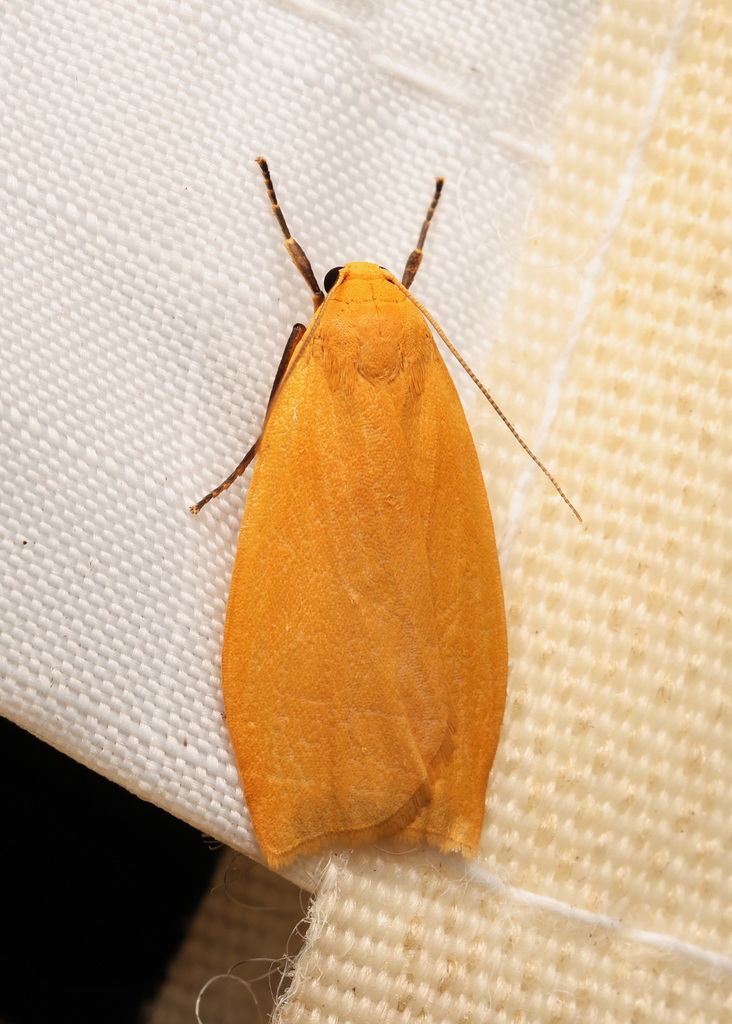 Nishada from Bukit Fraser, 49000 Bukit Fraser, Pahang, Malaysia on ...