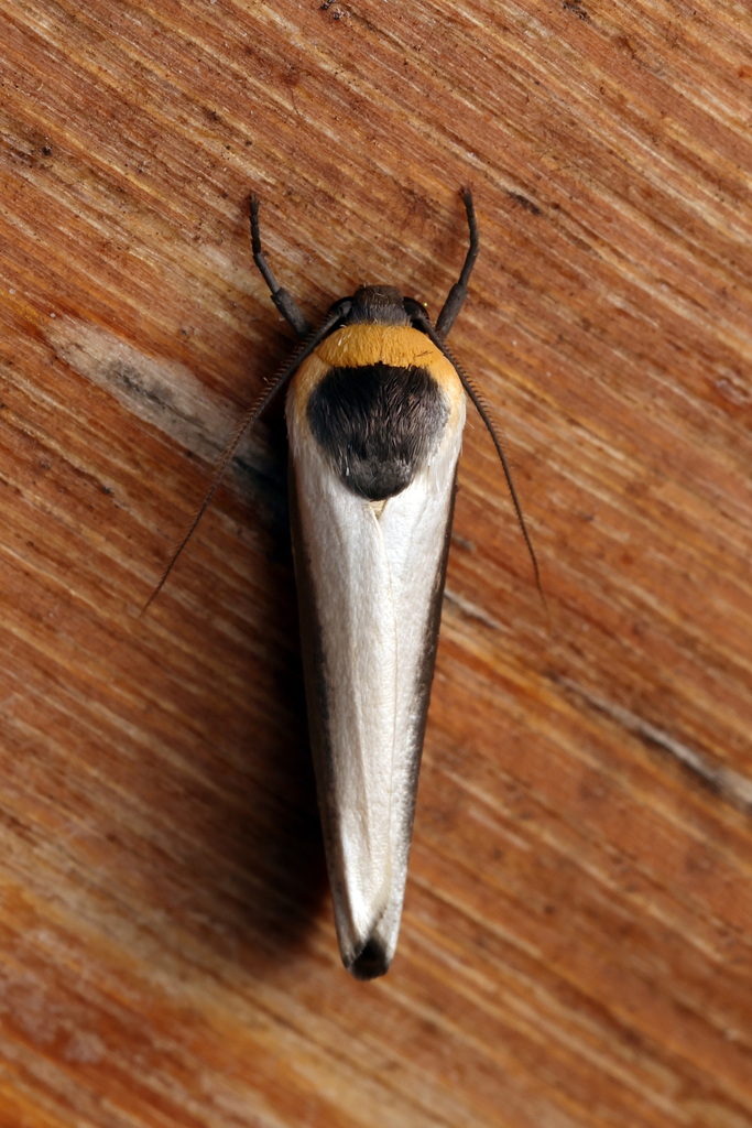 Paraona micans from Bukit Fraser, 49000 Bukit Fraser, Pahang, Malaysia ...