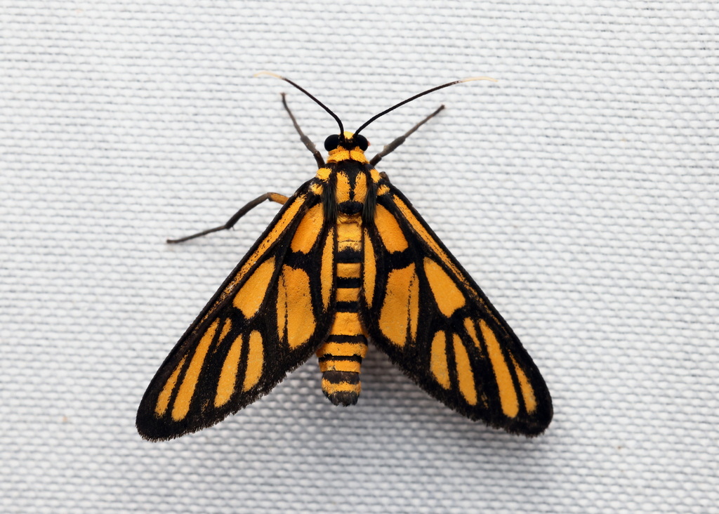 Amata dilatata from Bukit Fraser, 49000 Bukit Fraser, Pahang, Malaysia ...