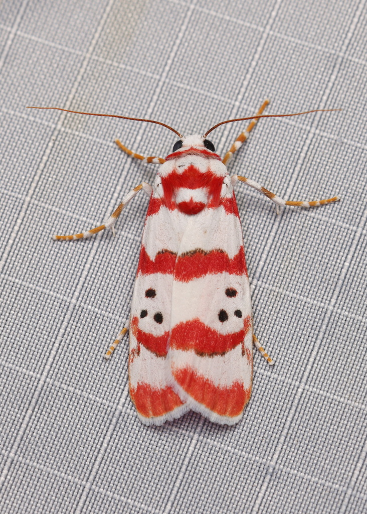 Cyana malayana from Bukit Fraser, 49000 Bukit Fraser, Pahang, Malaysia ...