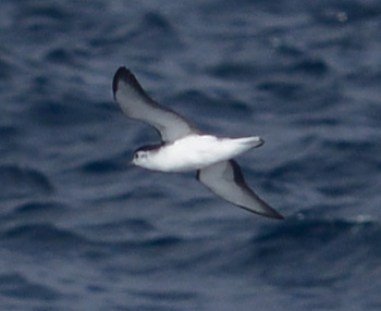 Little Shearwater on October 28, 2023 at 08:31 AM by Archie Brennan ...