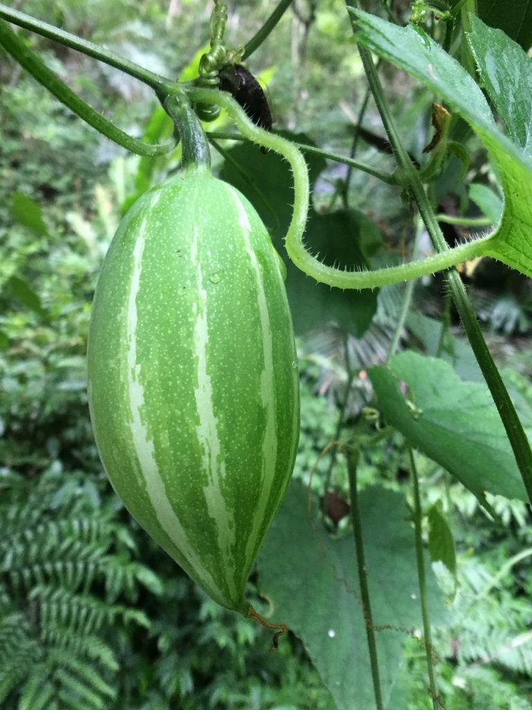 Japanese snake gourd from 臺灣島, 礁溪鄉, ILA, TW on September 16, 2018 at 09 ...