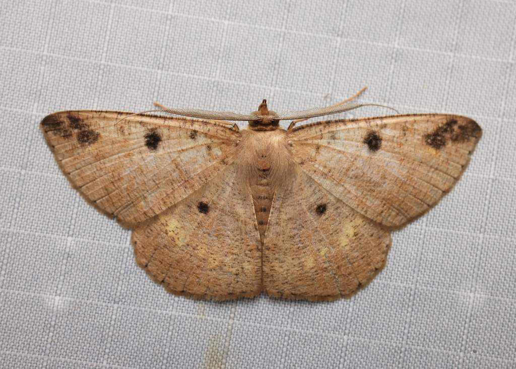 Petelia distracta from Bukit Fraser, 49000 Bukit Fraser, Pahang ...