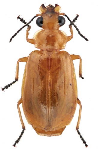 Parena testacea · iNaturalist