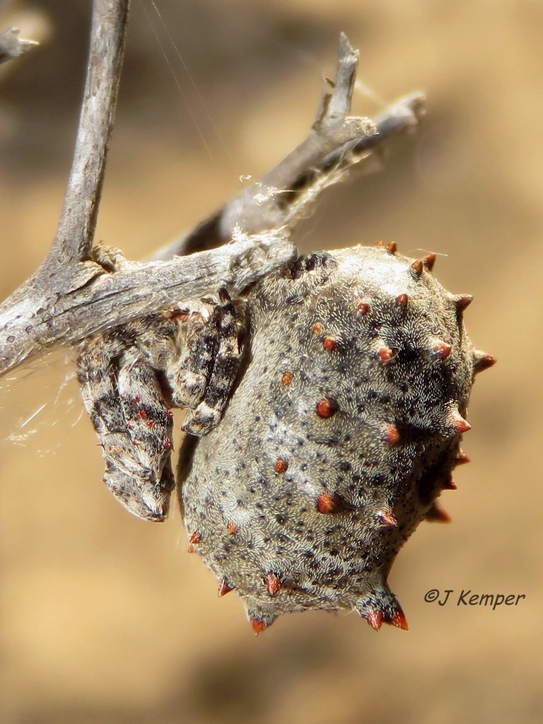 Hedgehog Spiders from Karas Region, Namibia on May 2, 2019 at 05:03 PM ...