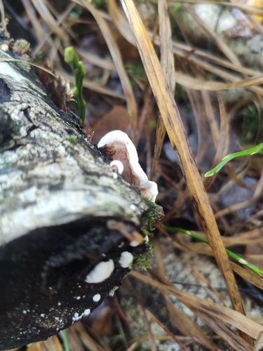 Observations by agata91645 · iNaturalist