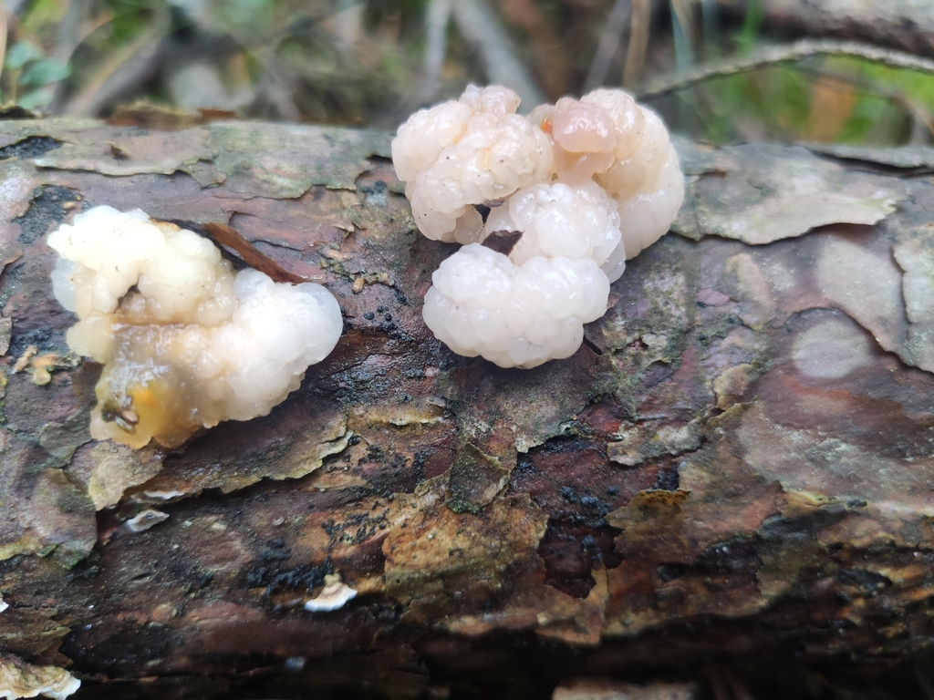 Conifer Brain from 87-126 Zębowo, Polska on October 28, 2023 at 01:36 ...