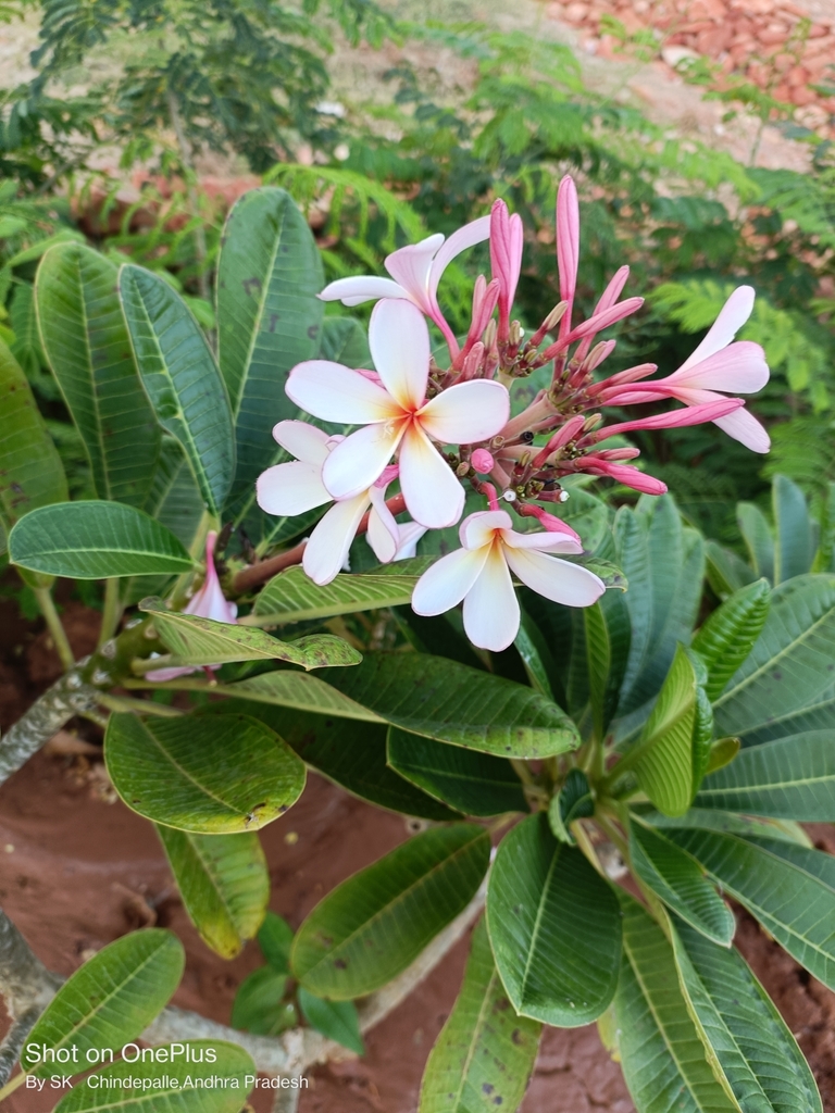 Frangipani trees from PH6Q+GM, Chindepalle, Andhra Pradesh 517619 ...